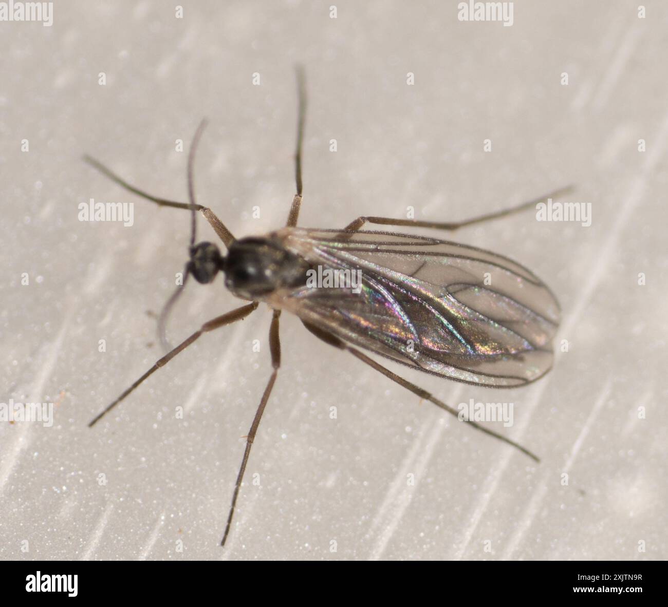 Dark-winged Fungus Gnats (Sciaridae) Insecta Stock Photo - Alamy