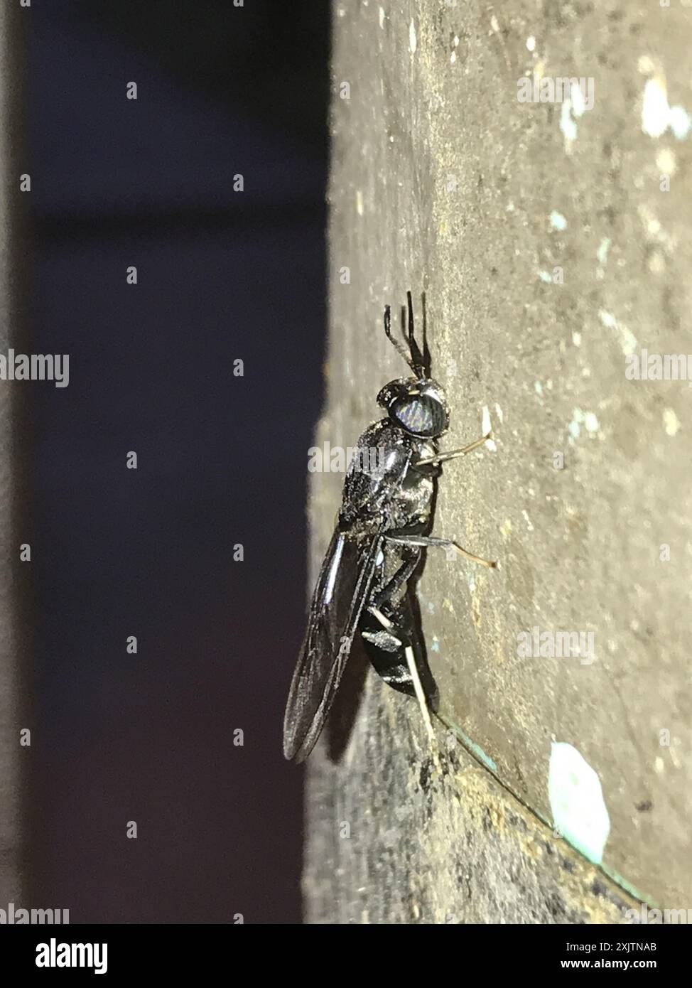 Black Soldier Fly (Hermetia illucens) Insecta Stock Photo - Alamy