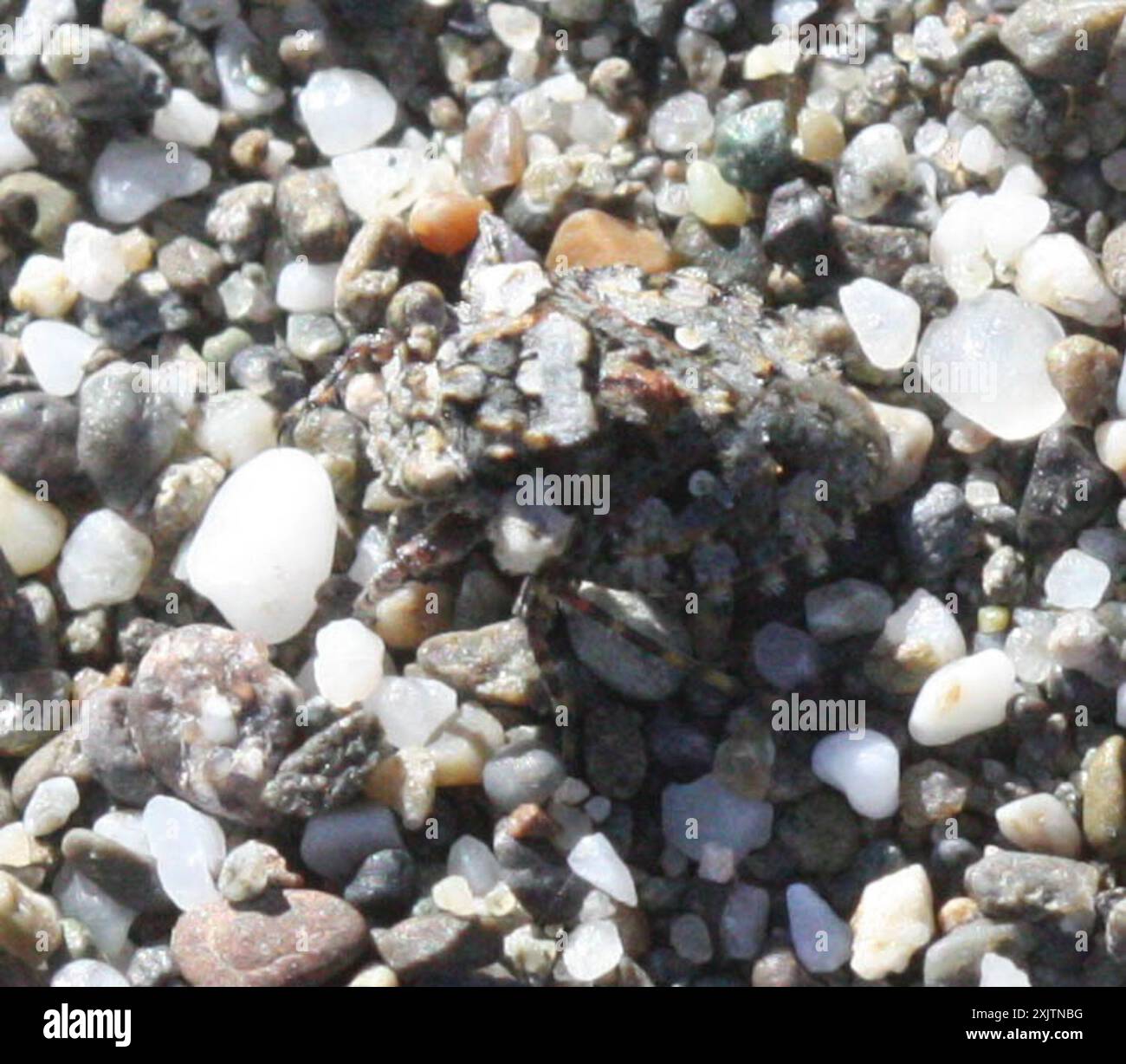 Gelastocoris oculatus hi-res stock photography and images - Alamy