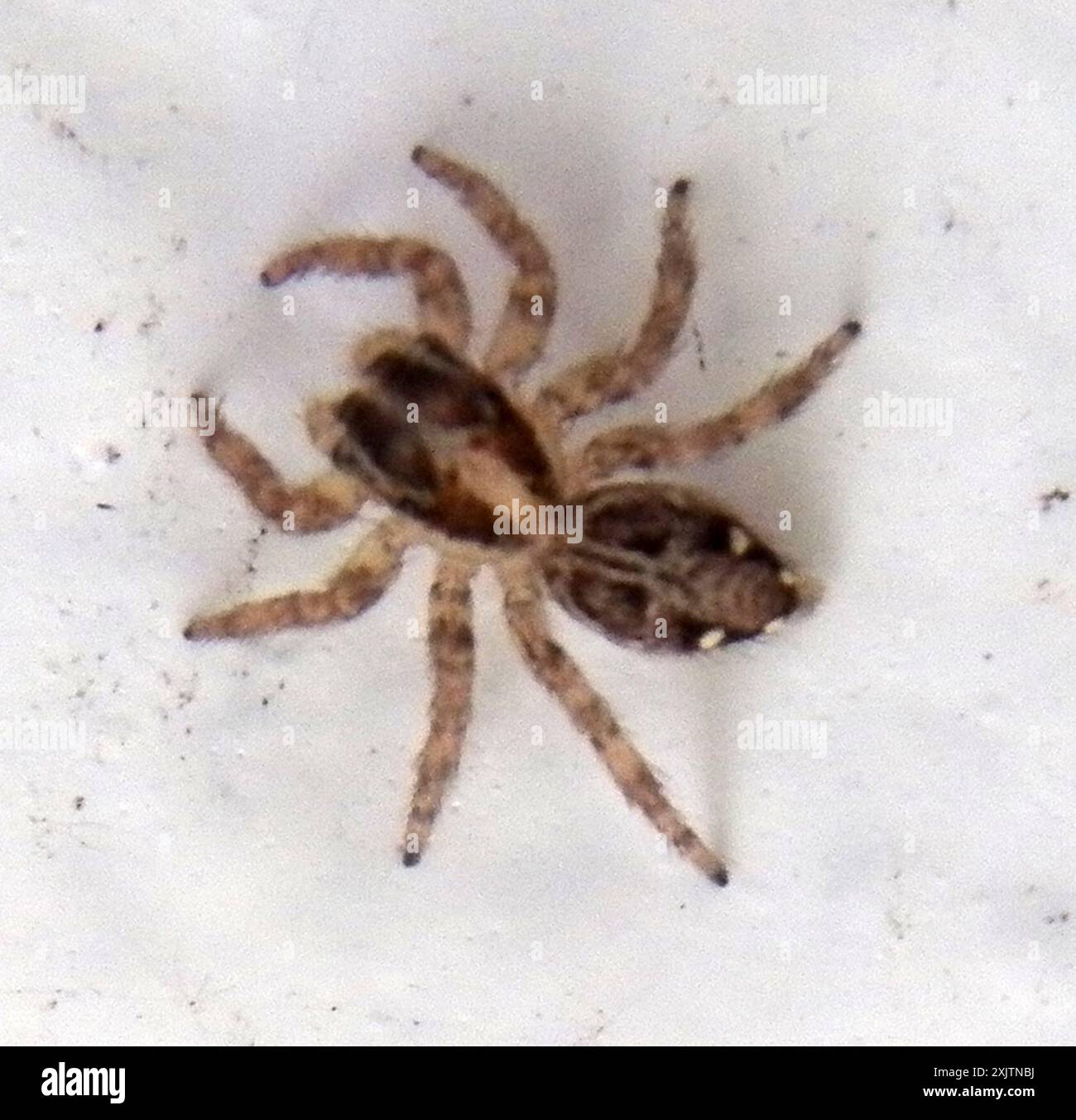 Pantropical Jumping Spider (Plexippus paykulli) Arachnida Stock Photo ...