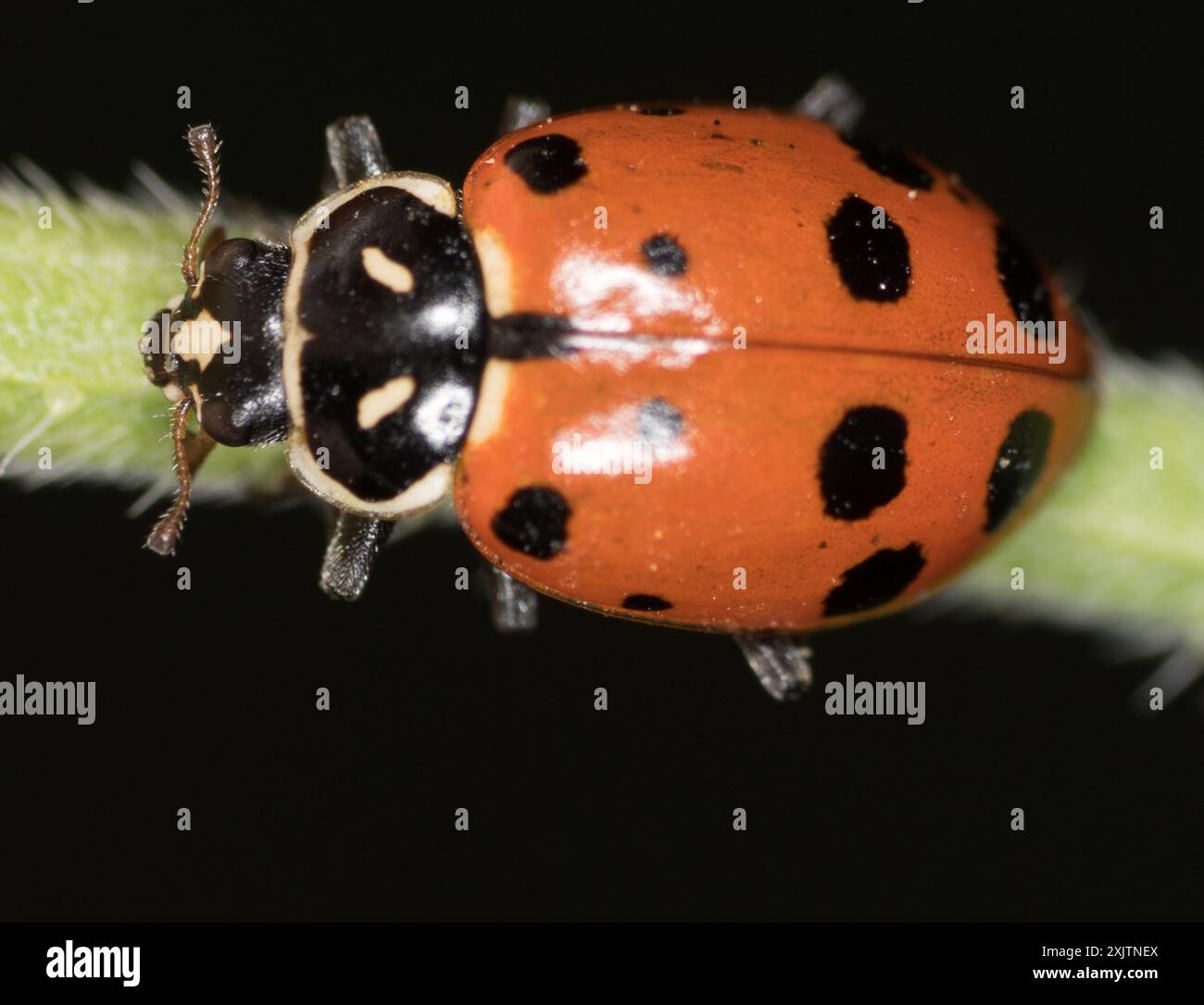 Convergent Lady Beetle (Hippodamia convergens) Insecta Stock Photo - Alamy