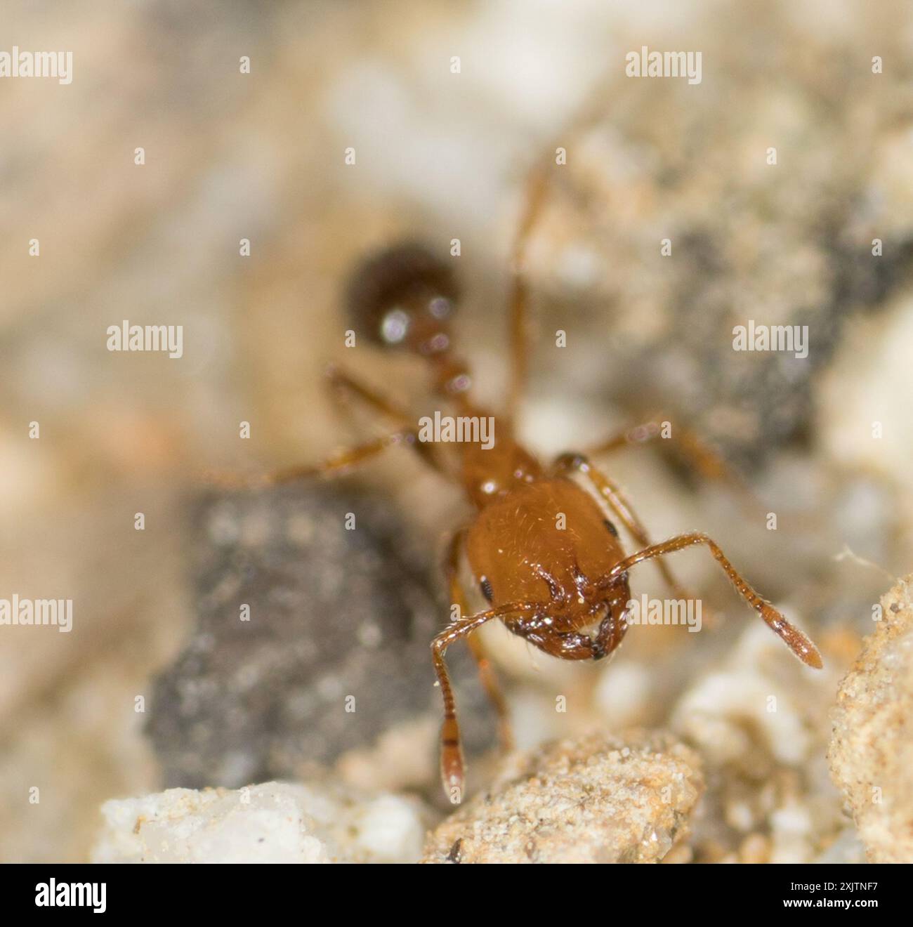Southern Fire Ant (Solenopsis xyloni) Insecta Stock Photo - Alamy