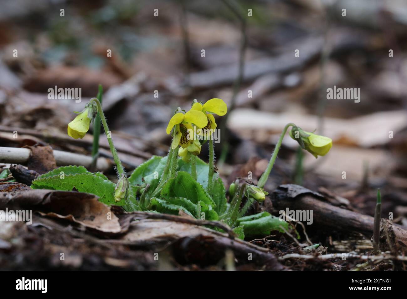 Round-leaved Violet (Viola rotundifolia) Plantae Stock Photo - Alamy