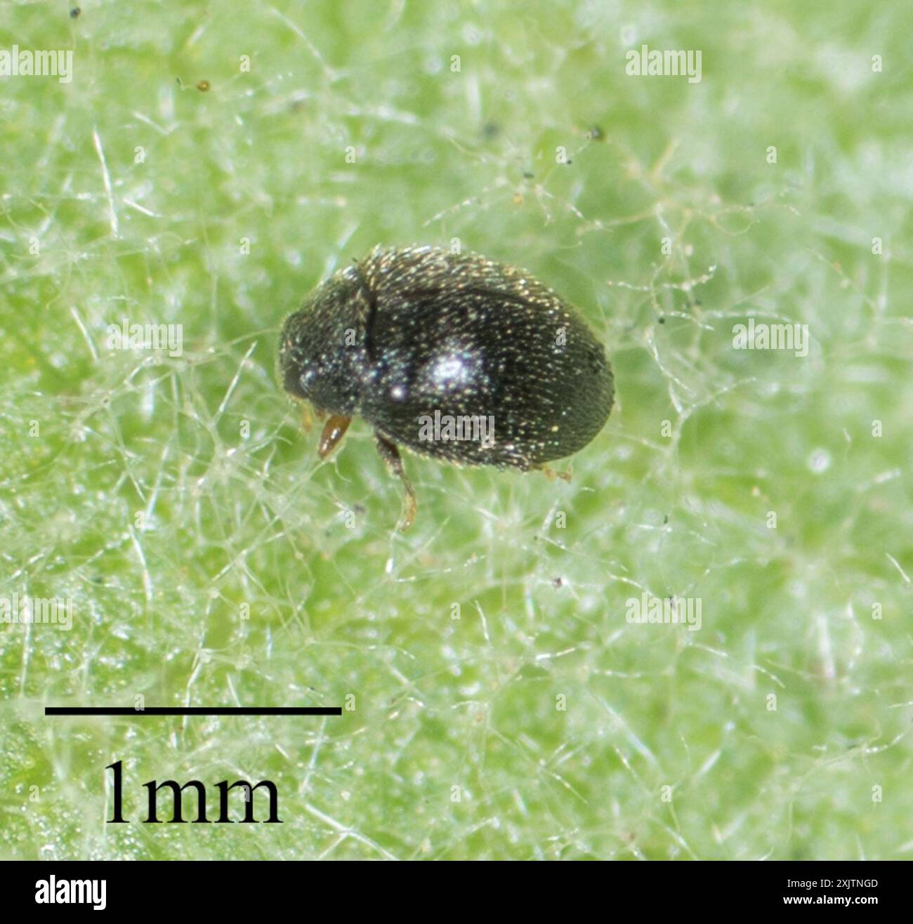 Spider Mite Destroyer (Stethorus punctum) Insecta Stock Photo - Alamy