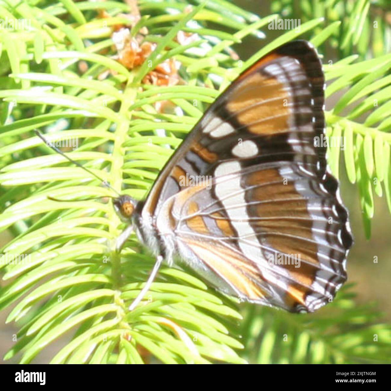 California Sister (Adelpha californica) Insecta Stock Photo - Alamy