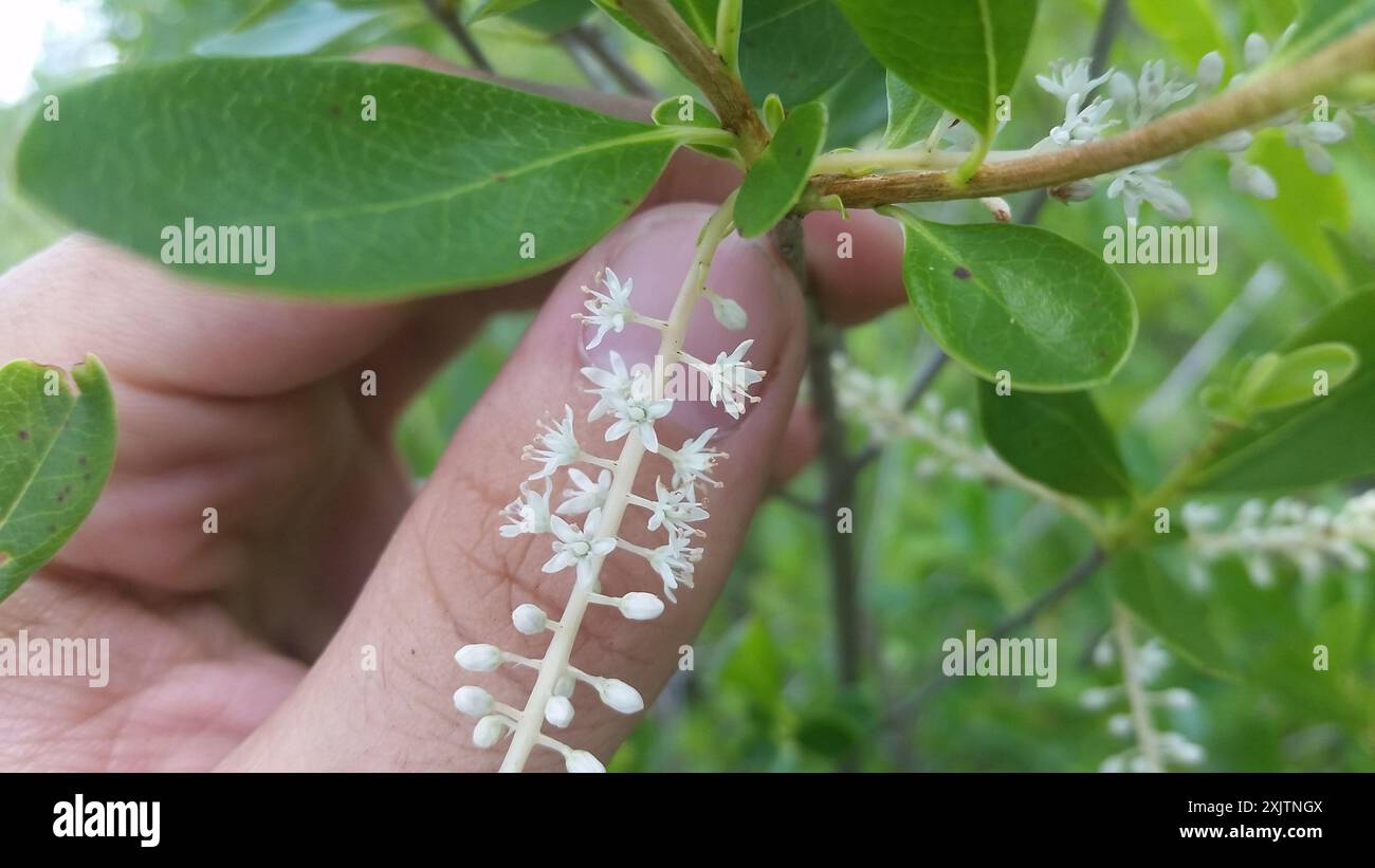 Swamp titi (Cyrilla racemiflora) Plantae Stock Photo - Alamy