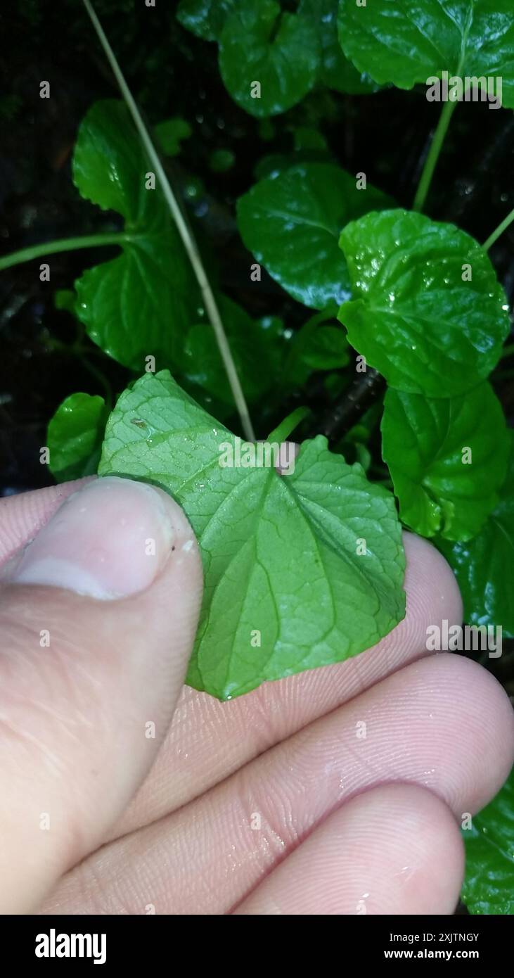 northern white violet (Viola minuscula) Plantae Stock Photo - Alamy