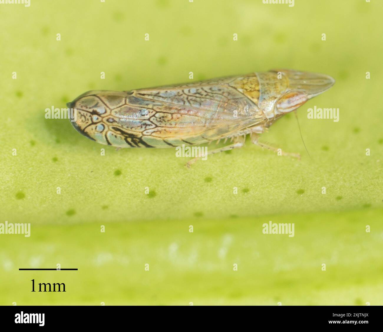 Scaphytopius hi-res stock photography and images - Alamy