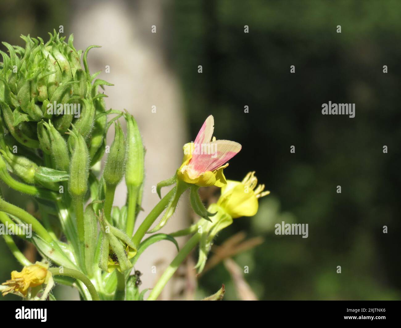 Primrose Moth (Schinia florida) Insecta Stock Photo - Alamy