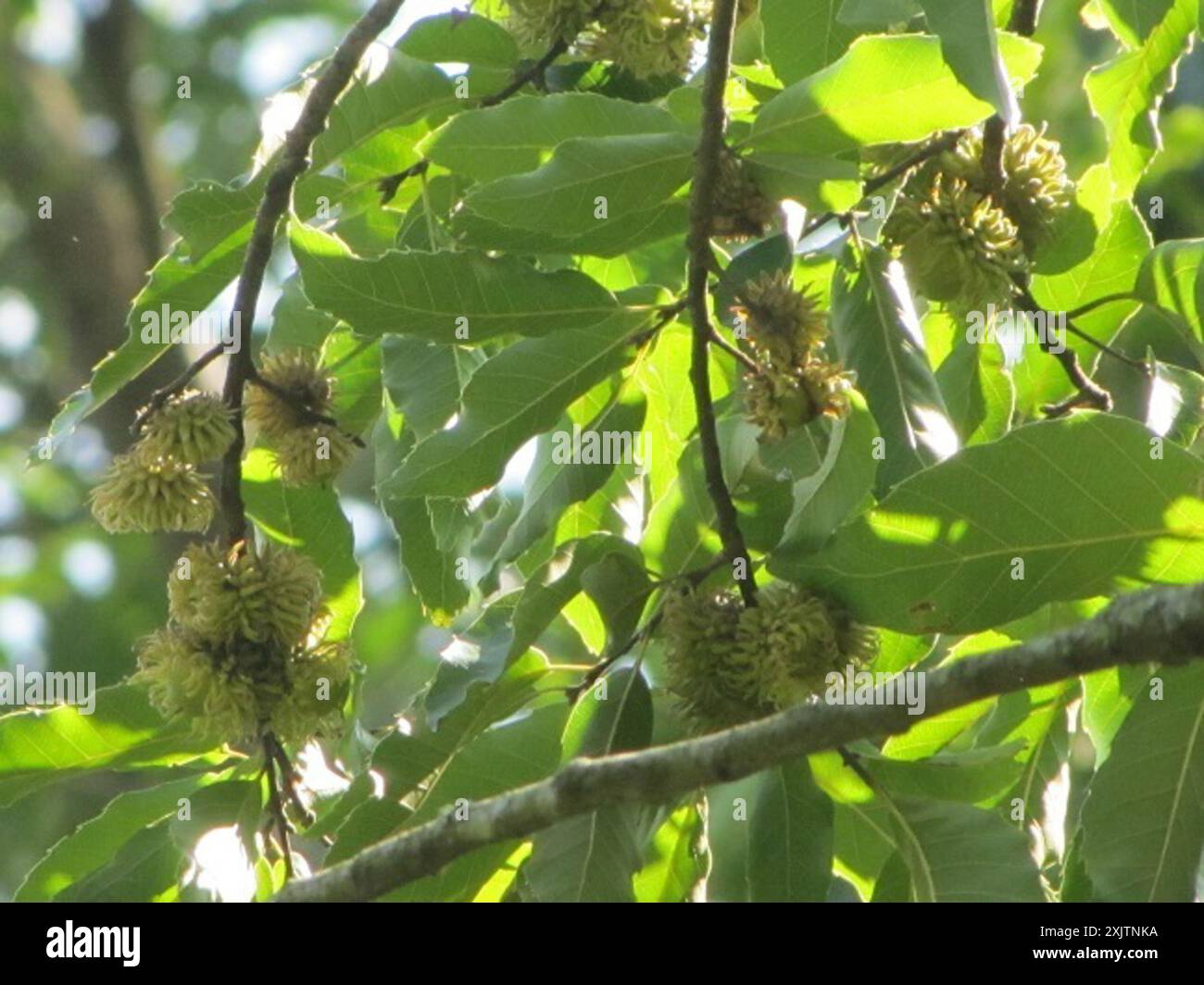 Sawtooth oak (Quercus acutissima) Plantae Stock Photo - Alamy