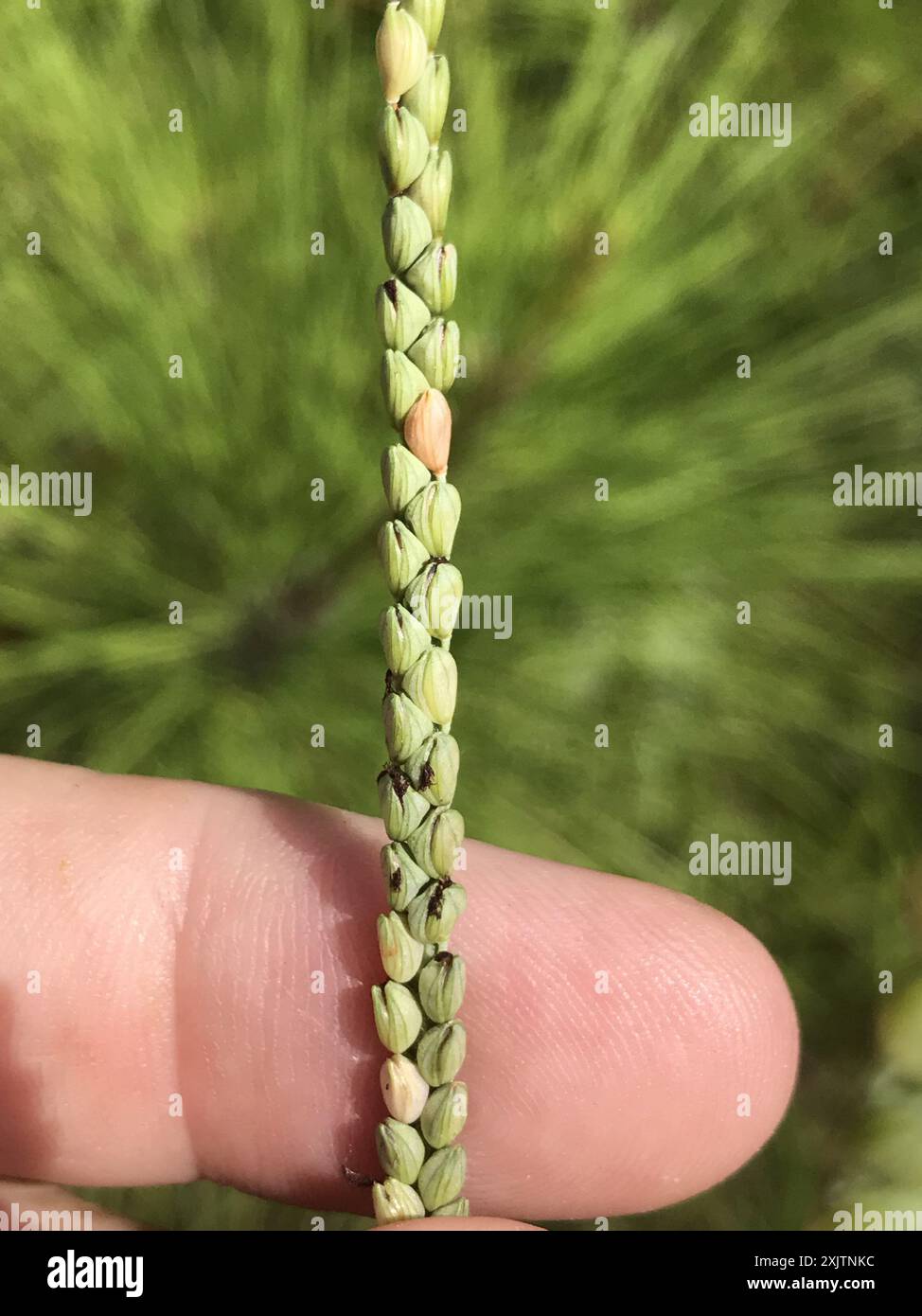 Florida paspalum (Paspalum floridanum) Plantae Stock Photo - Alamy