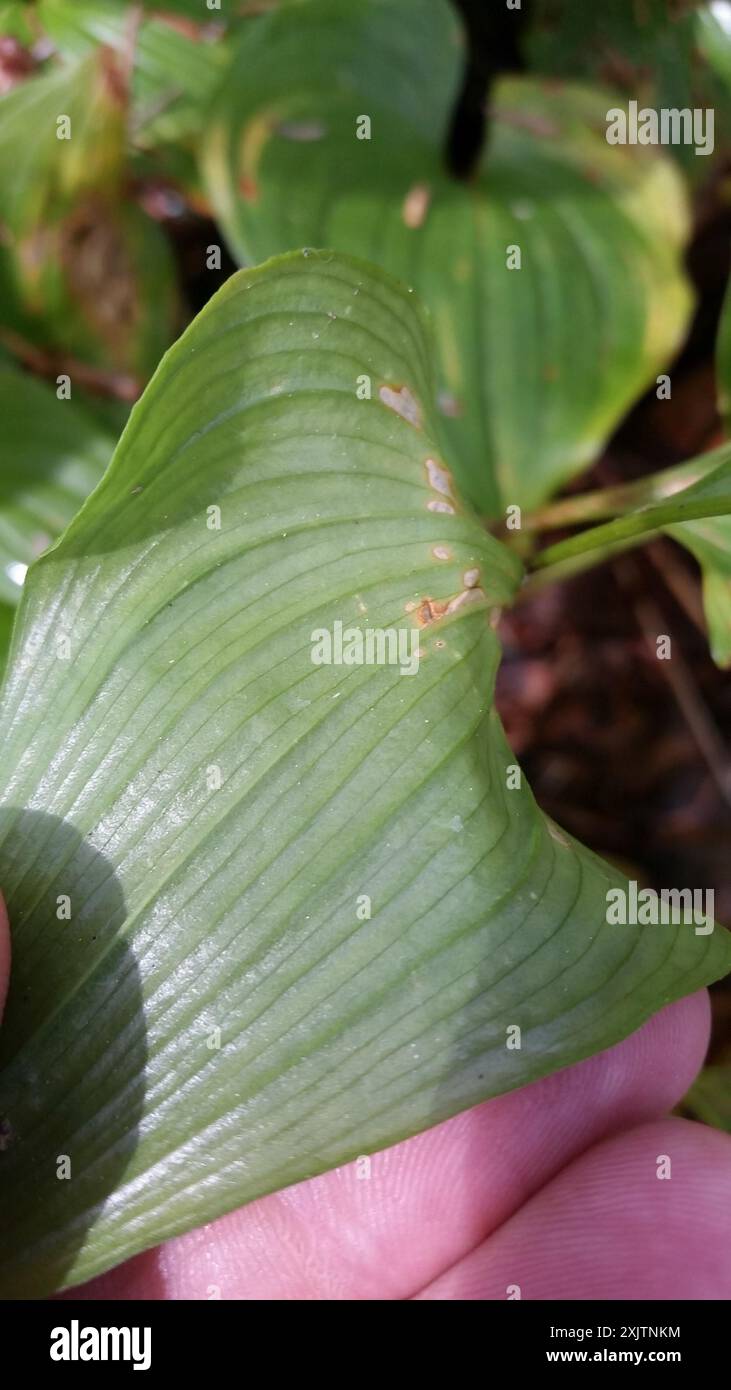 Western Lily of the Valley (Maianthemum dilatatum) Plantae Stock Photo ...