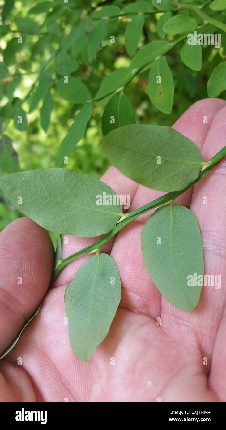 Red Huckleberry (Vaccinium parvifolium) Plantae Stock Photo - Alamy
