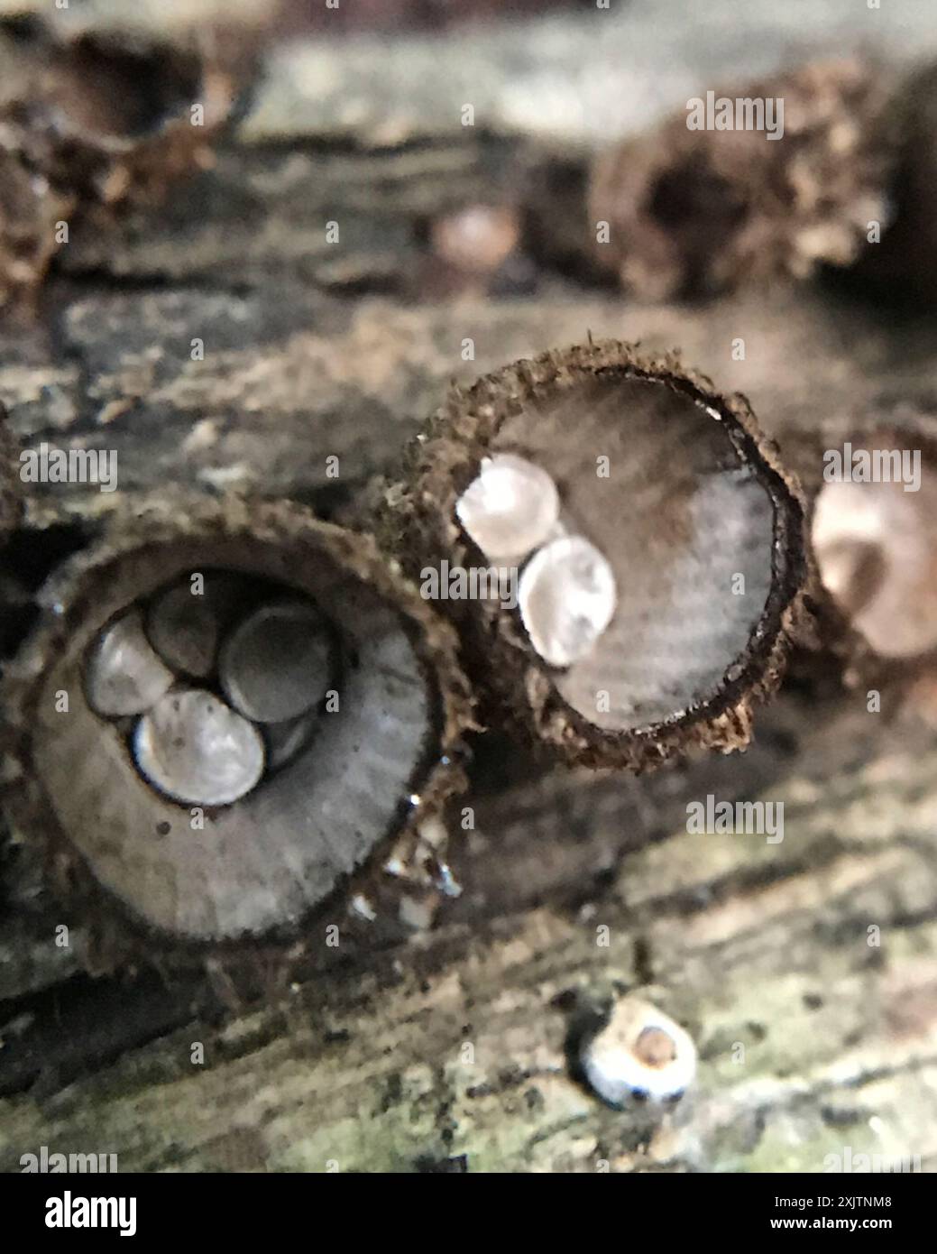 fluted bird's nest fungus (Cyathus striatus) Fungi Stock Photo - Alamy