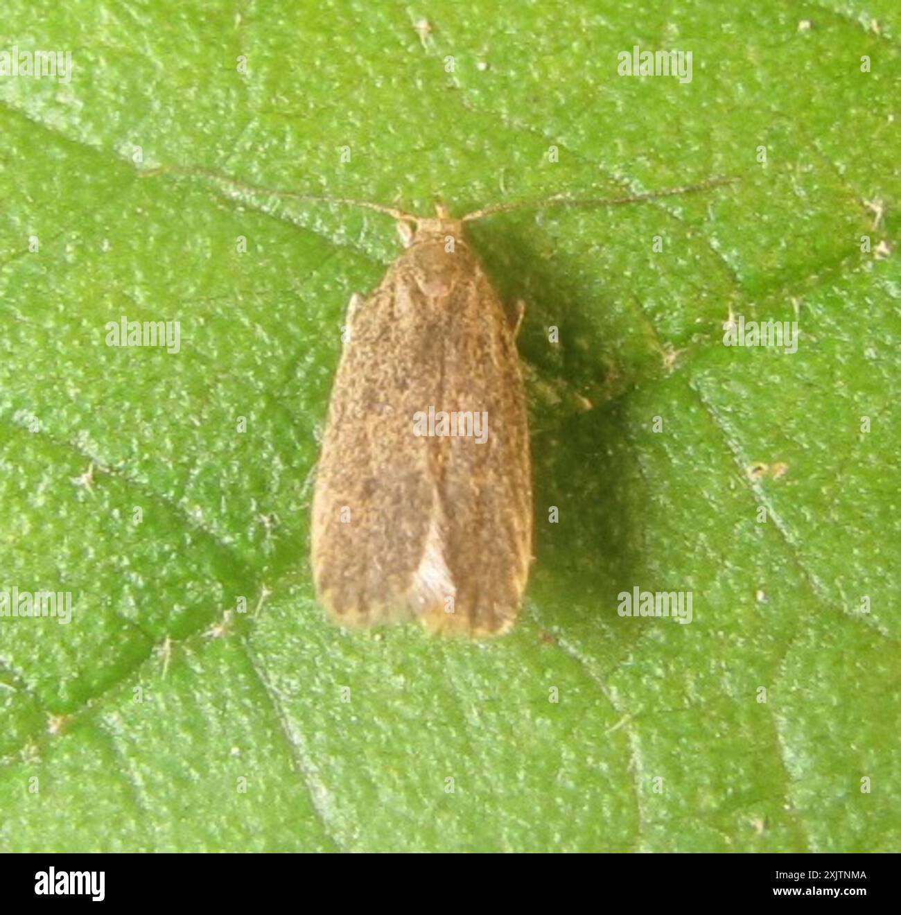Curved-horn Moths (Gelechioidea) Insecta Stock Photo - Alamy