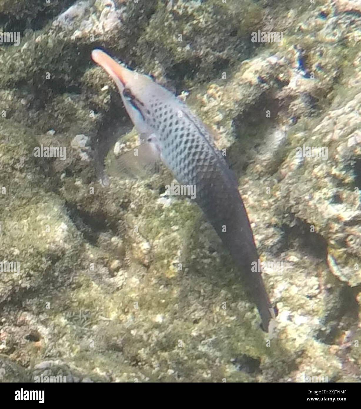 Bird Wrasse (Gomphosus varius) Actinopterygii Stock Photo - Alamy