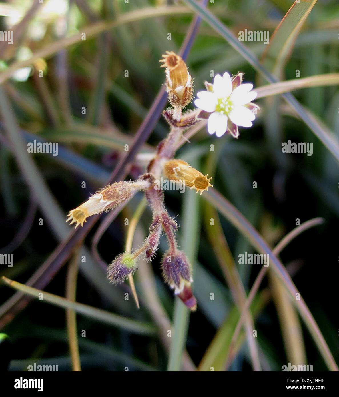Cape Mouse-ear Chickweed (Cerastium capense) Plantae Stock Photo - Alamy
