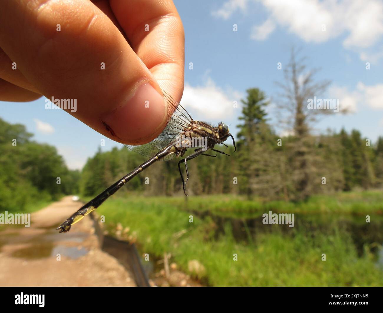 Beaverpond Clubtail (Phanogomphus borealis) Insecta Stock Photo - Alamy