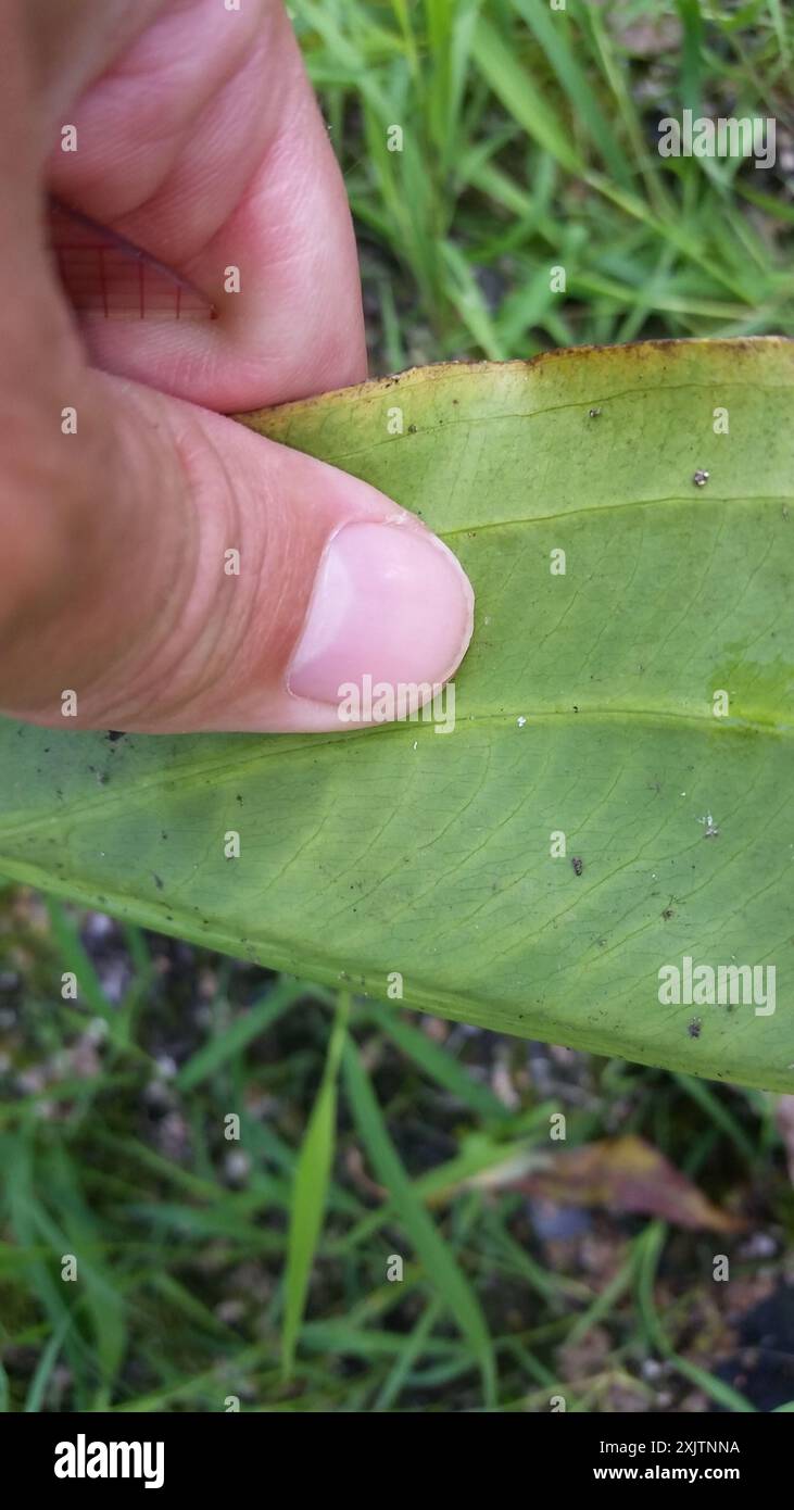 northern water-plantain (Alisma triviale) Plantae Stock Photo - Alamy