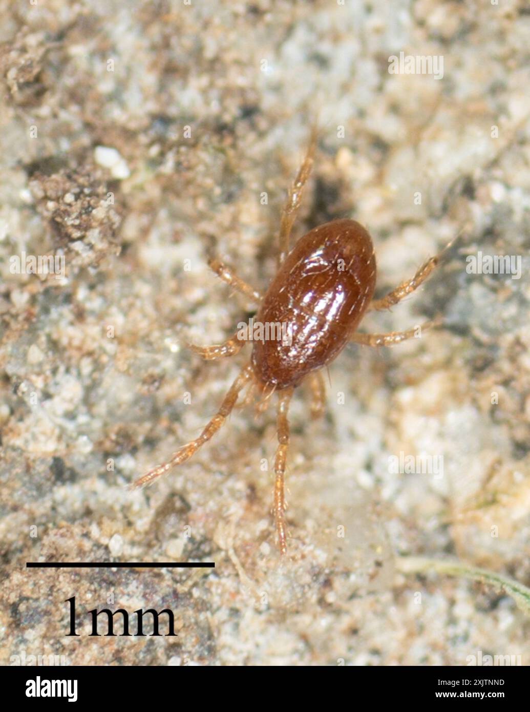 Mites and Ticks (Acari) Arachnida Stock Photo - Alamy