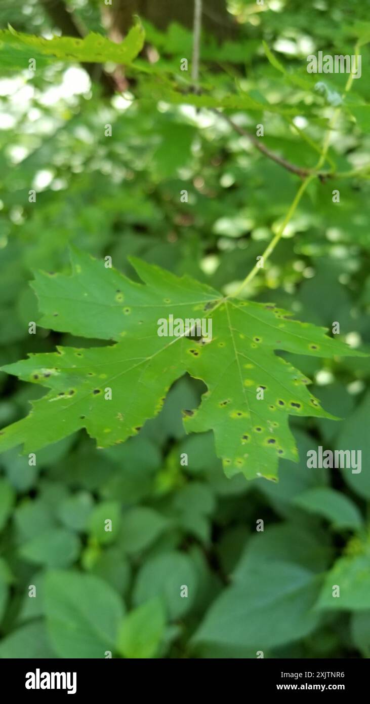 silver maple (Acer saccharinum) Plantae Stock Photo - Alamy