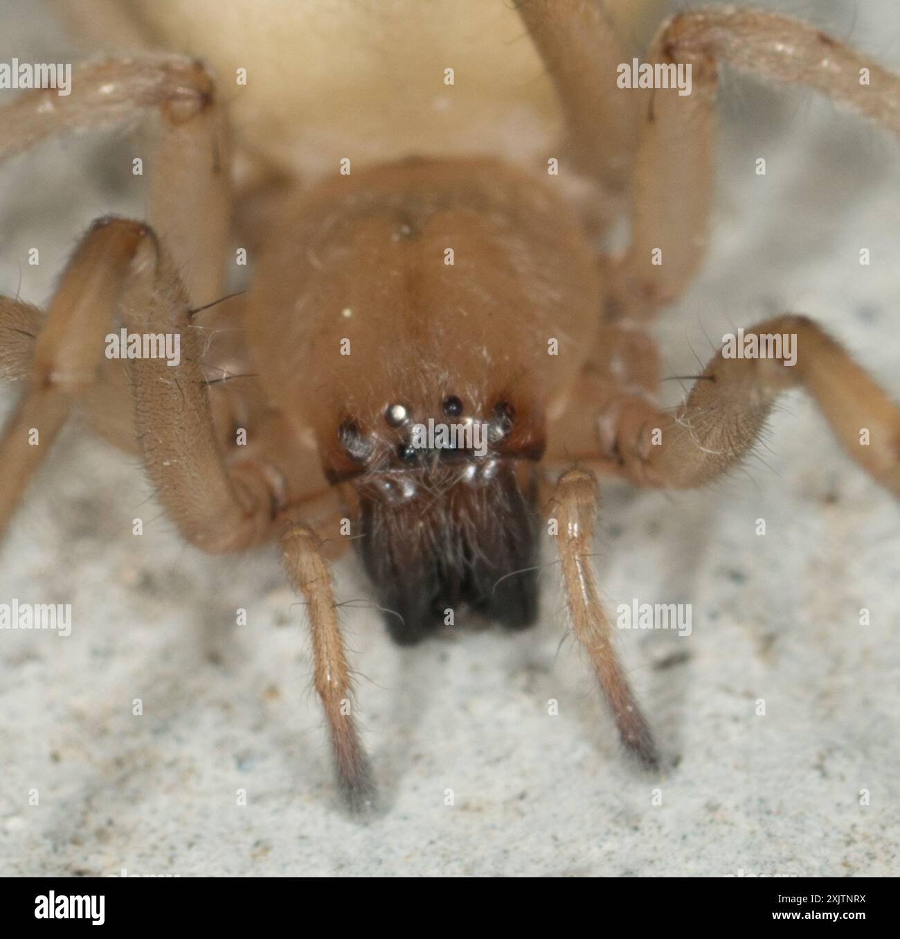 Northern Yellow Sac Spider (Cheiracanthium mildei) Arachnida Stock ...