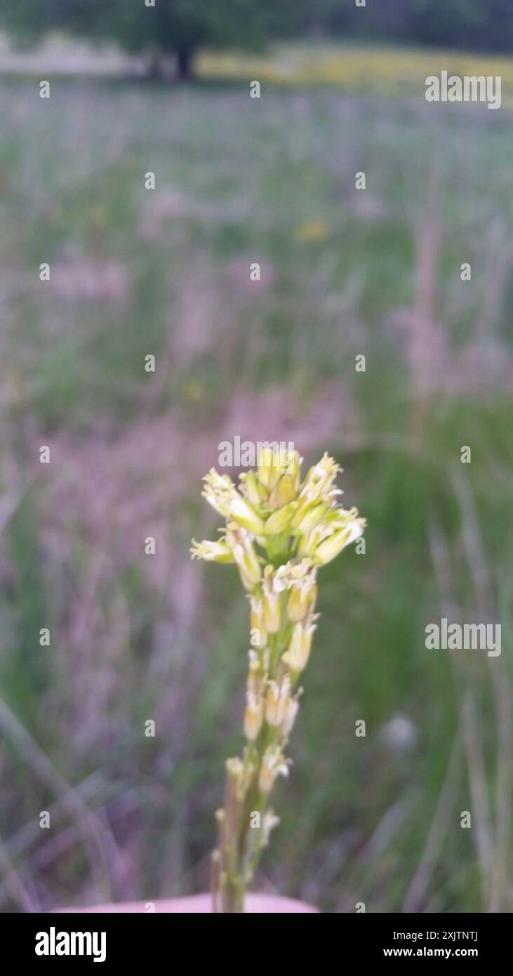 Tower Mustard (Turritis glabra) Plantae Stock Photo - Alamy