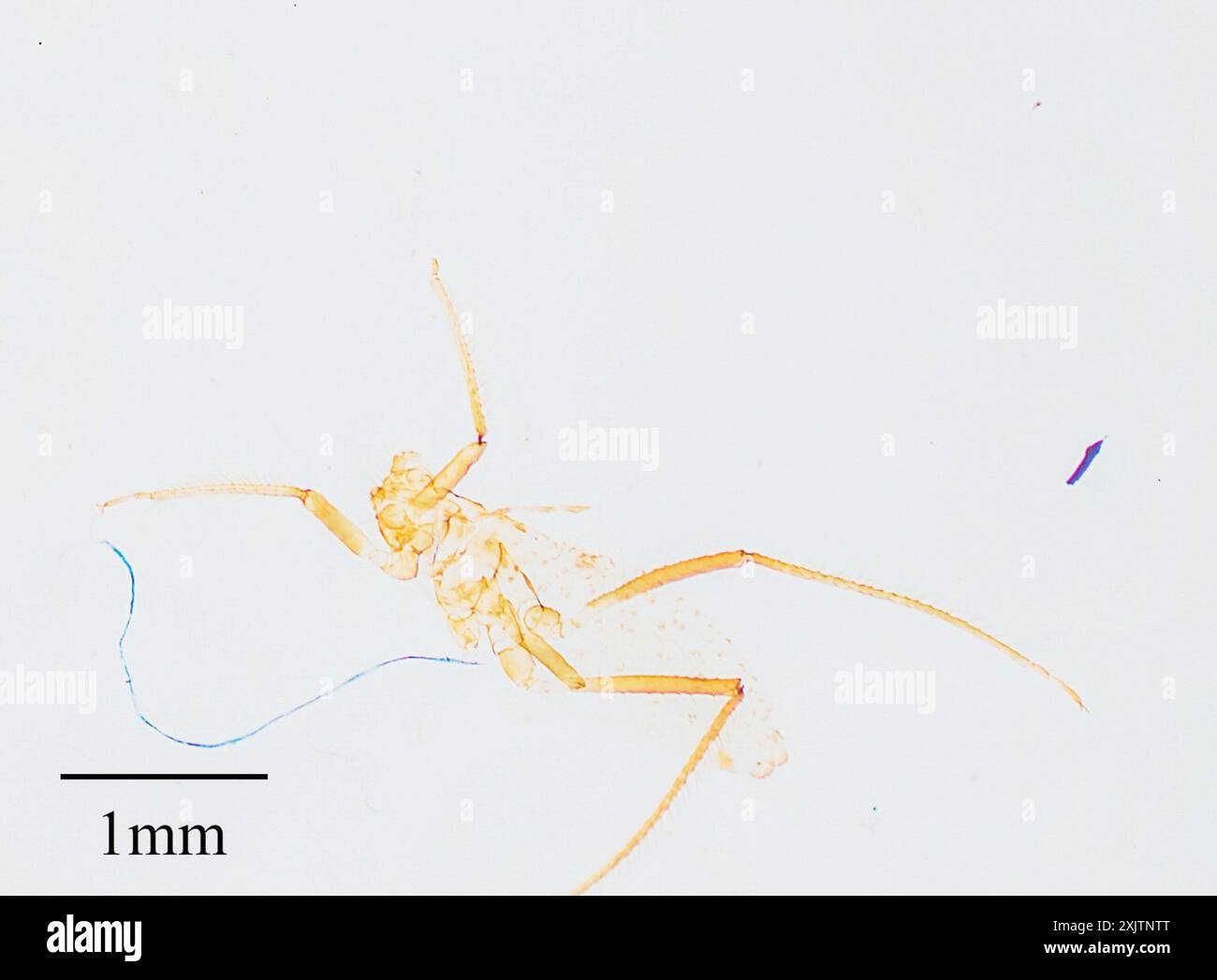 Pine aphids hi-res stock photography and images - Alamy
