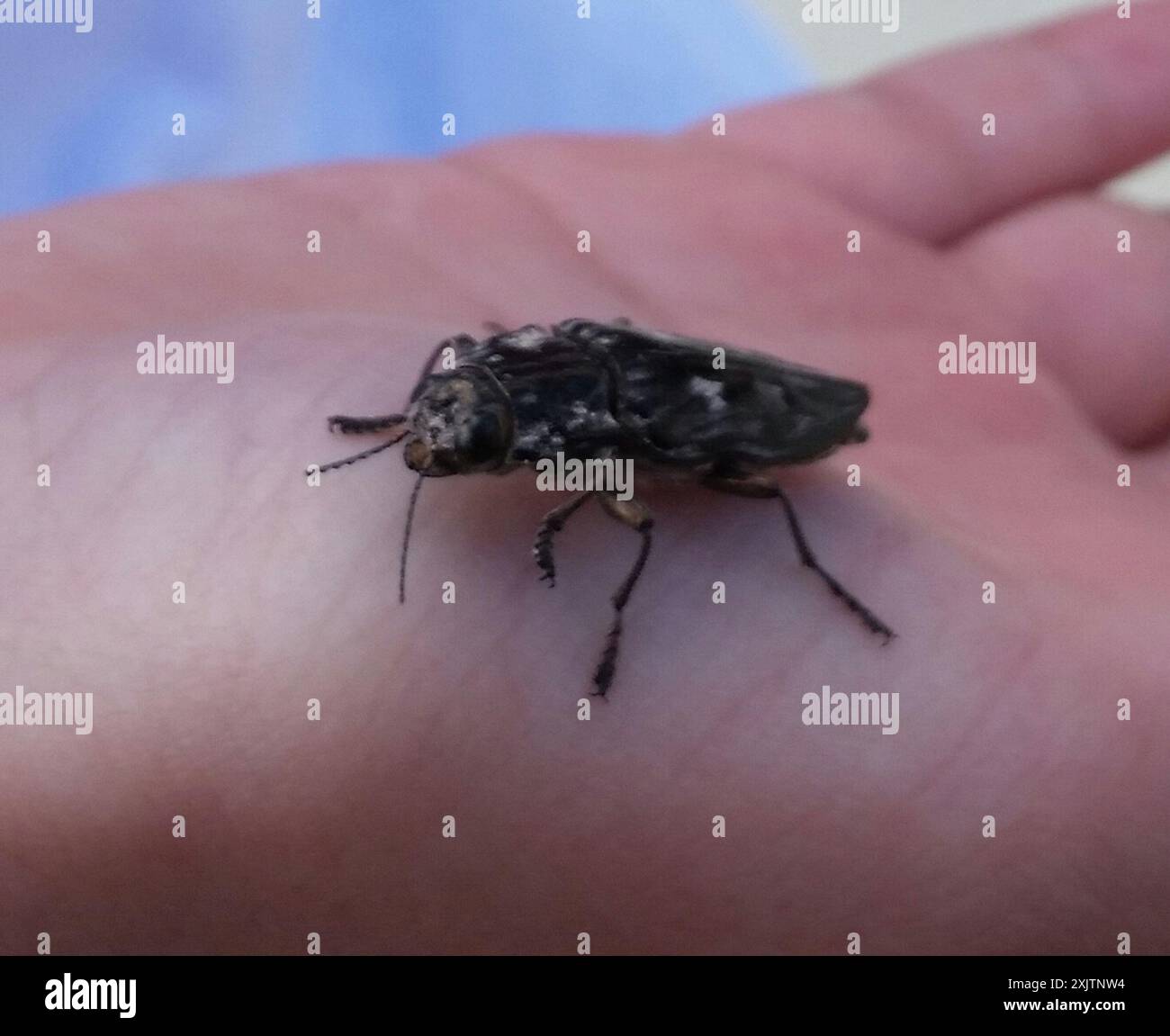 Sculptured Pine Borer (Chalcophora virginiensis) Insecta Stock Photo ...