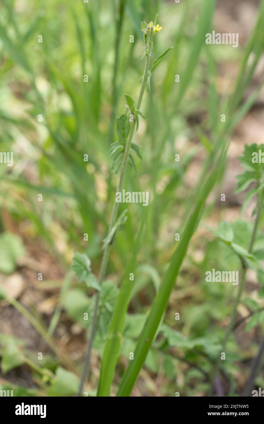 mustard family (Brassicaceae) Plantae Stock Photo - Alamy