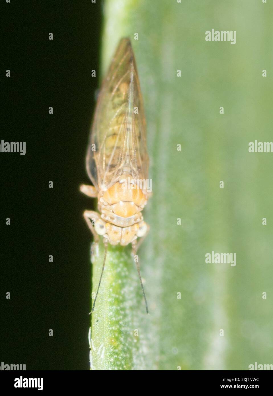 Acacia Psyllid (Acizzia uncatoides) Insecta Stock Photo - Alamy
