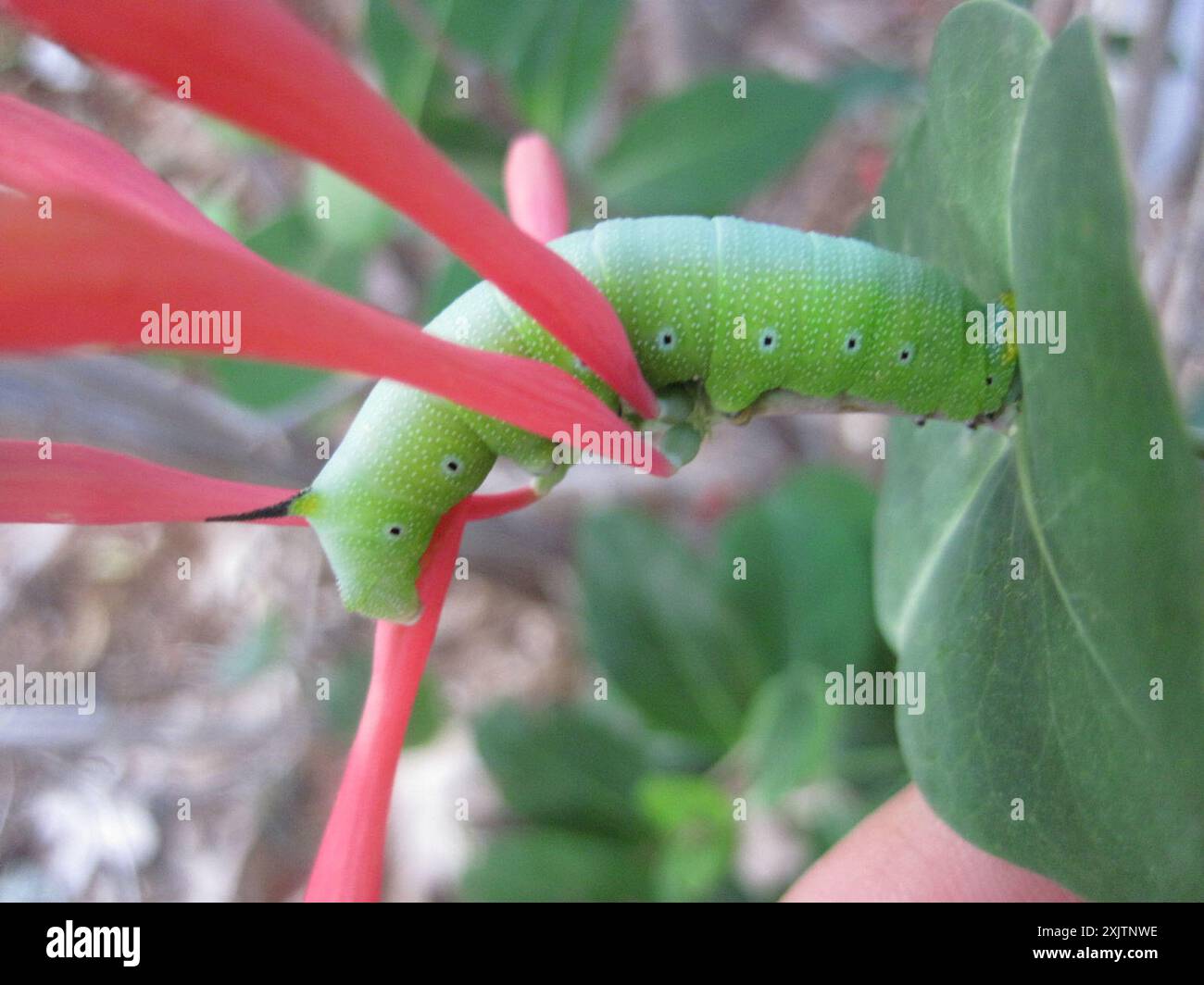 Snowberry Clearwing (Hemaris diffinis) Insecta Stock Photo - Alamy