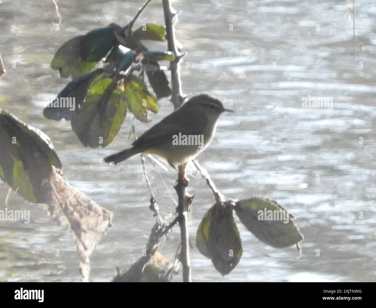 Common Chiffchaff (Phylloscopus collybita) Aves Stock Photo - Alamy
