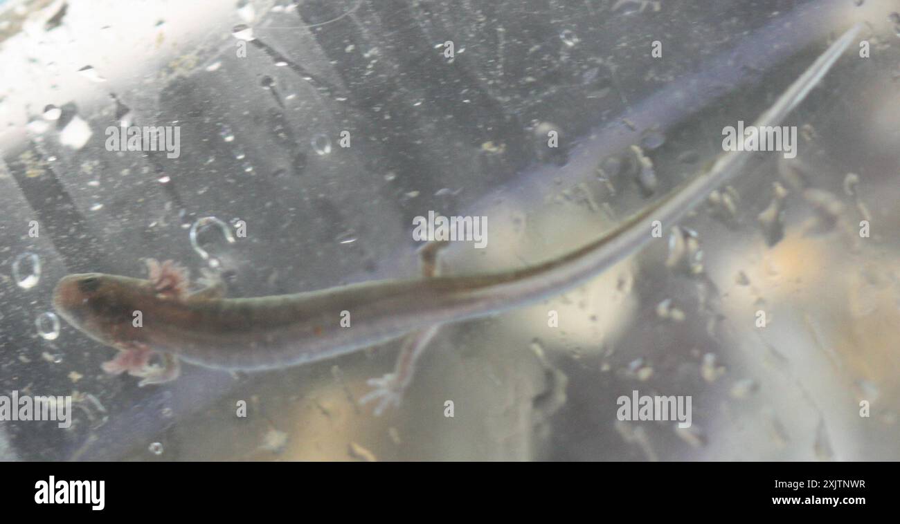 Red Salamander (Pseudotriton ruber) Amphibia Stock Photo - Alamy