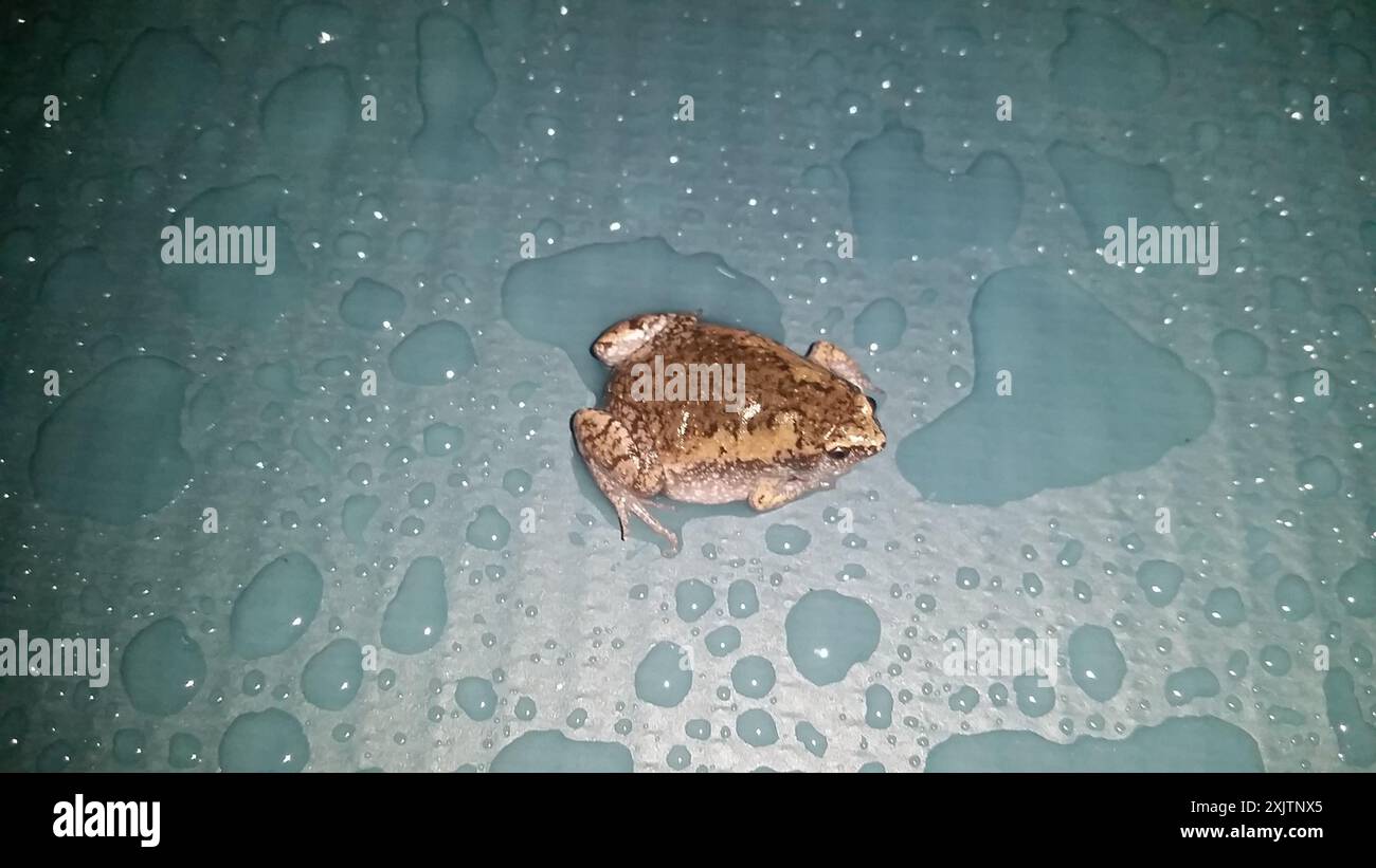 Eastern Narrow-mouthed Toad (Gastrophryne carolinensis) Amphibia Stock ...