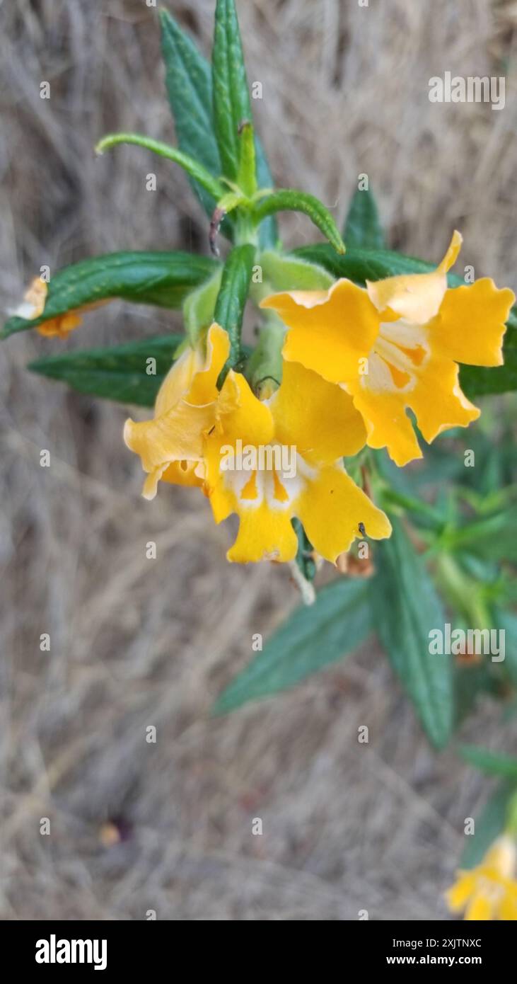 southern bush monkeyflower (Diplacus longiflorus) Plantae Stock Photo ...