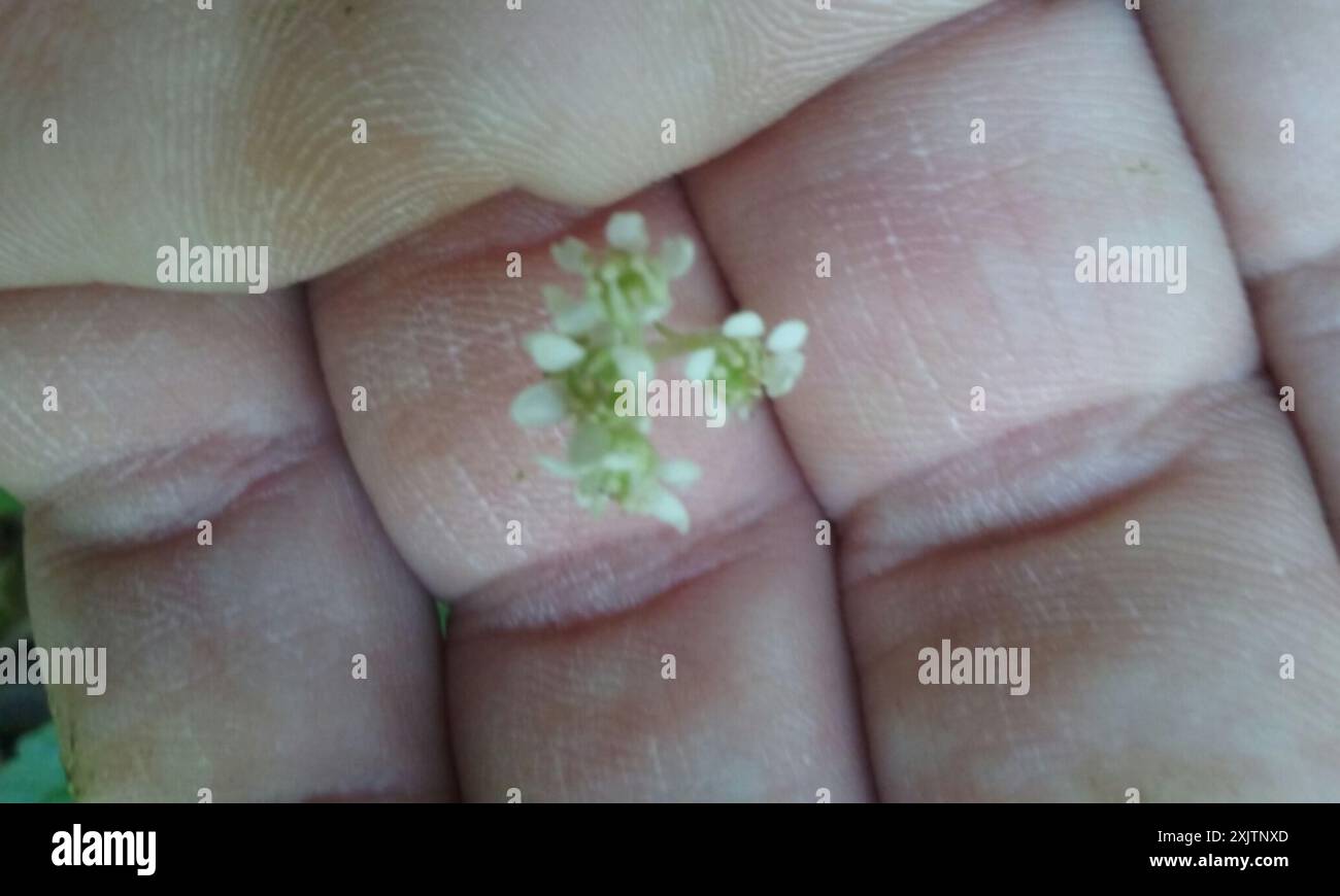 modesty (Whipplea modesta) Plantae Stock Photo - Alamy