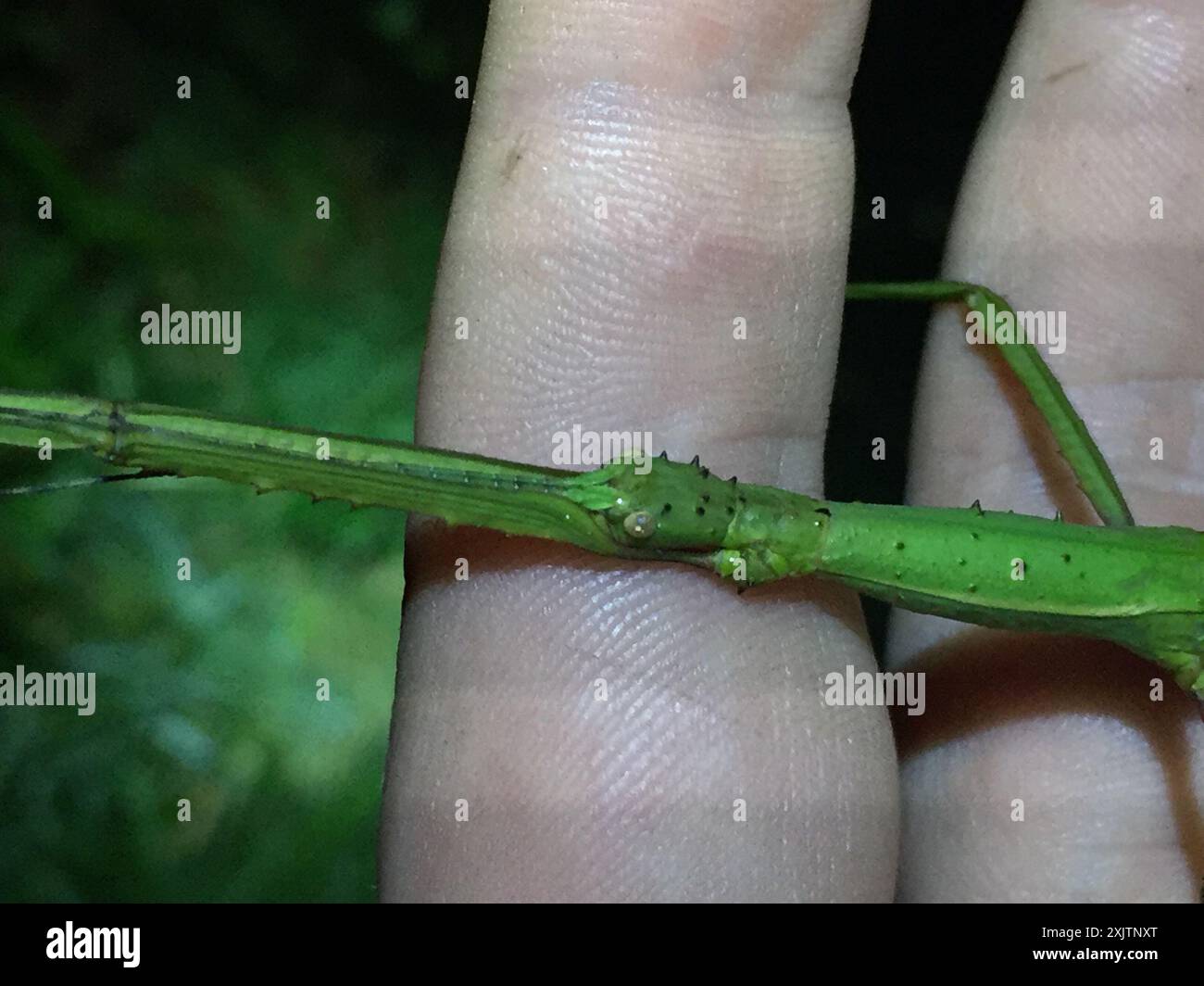 Stick Insects (Phasmida) Insecta Stock Photo - Alamy