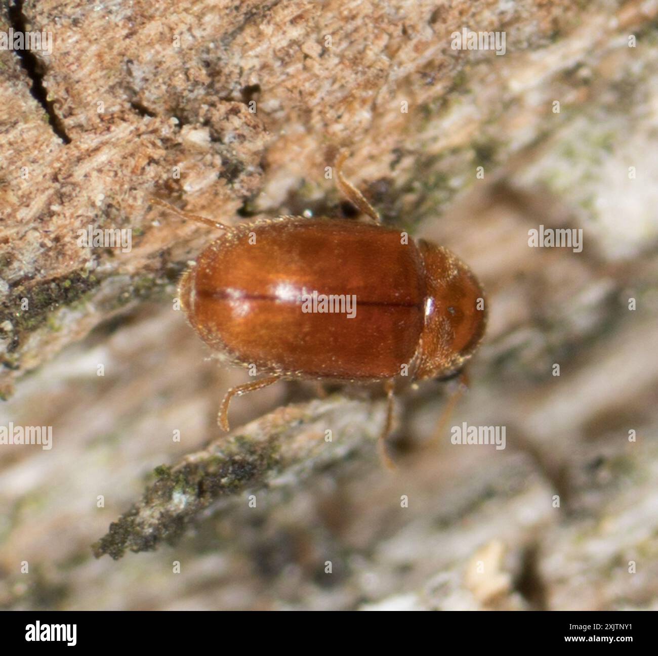 Tobacco Beetle (Lasioderma serricorne) Insecta Stock Photo - Alamy