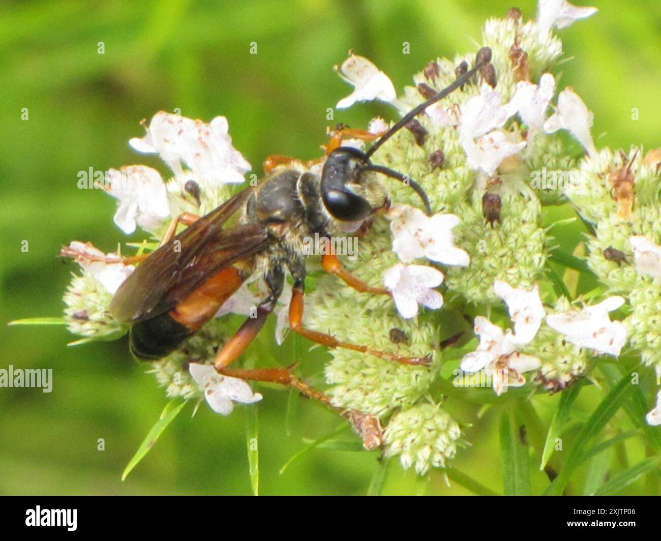 Great Golden Digger Wasp (Sphex ichneumoneus) Insecta Stock Photo - Alamy