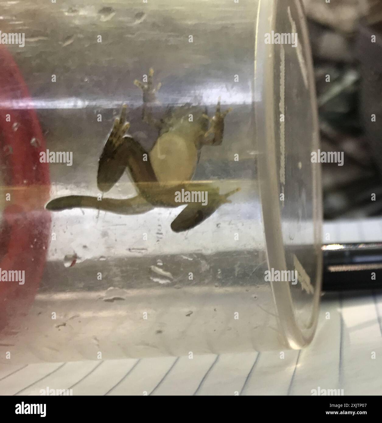 Northern Cricket Frog (Acris crepitans) Amphibia Stock Photo - Alamy