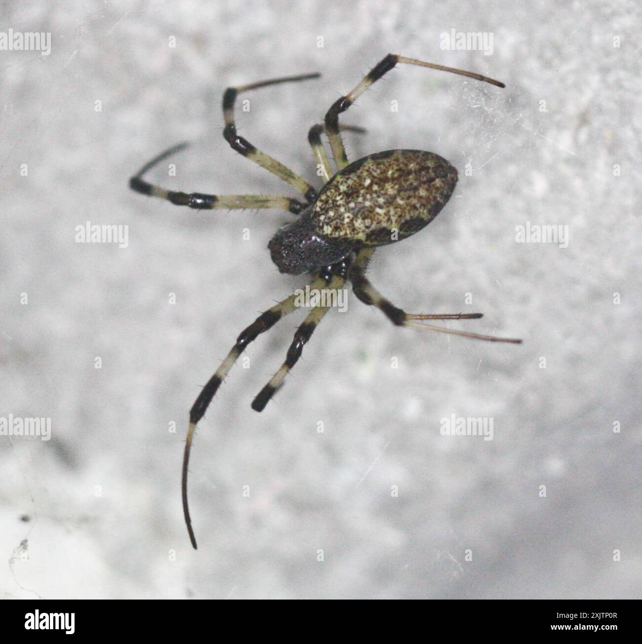 Asian Hermit Spider (Nephilengys malabarensis) Arachnida Stock Photo ...