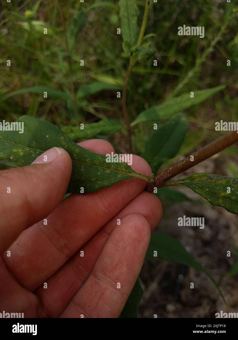 stiff-hair sunflower (Helianthus hirsutus) Plantae Stock Photo - Alamy
