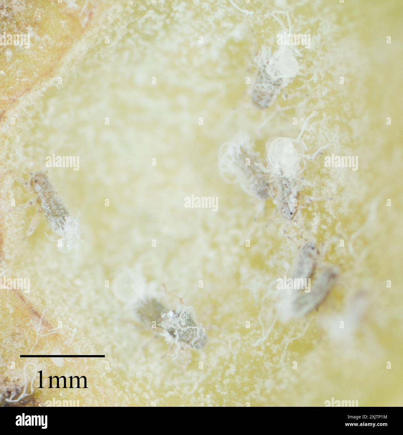 Poplar Leaf-stem Gall Aphids (Pemphigus) Insecta Stock Photo - Alamy