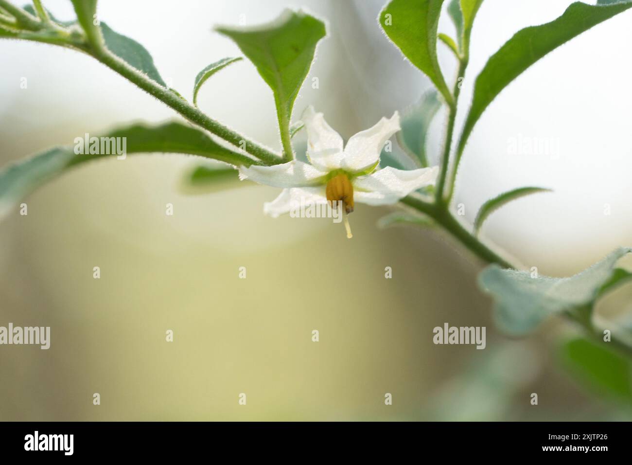 Jerusalem cherry (Solanum pseudocapsicum) Plantae Stock Photo - Alamy