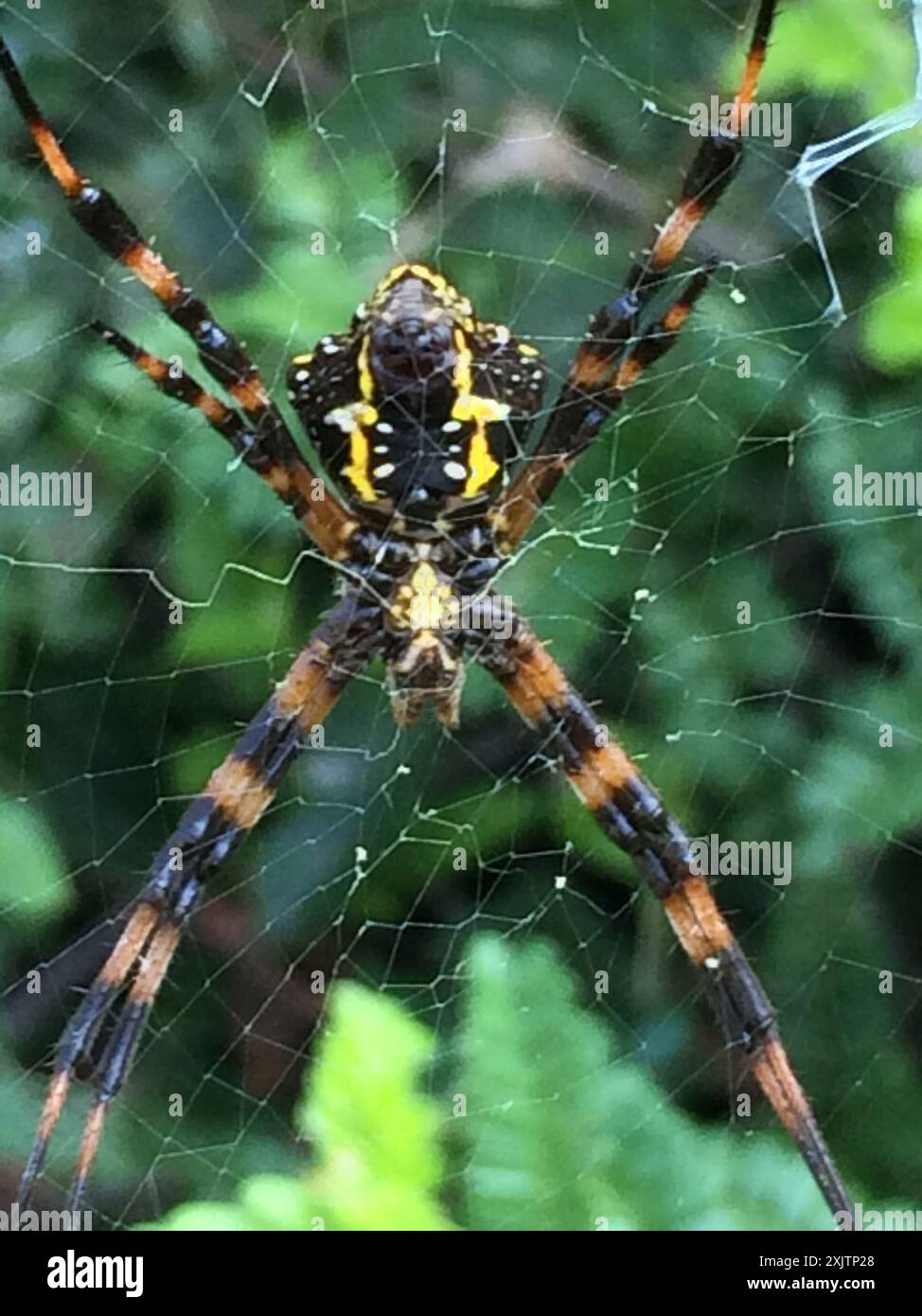 Hawaiian Garden Spider (Argiope appensa) Arachnida Stock Photo - Alamy