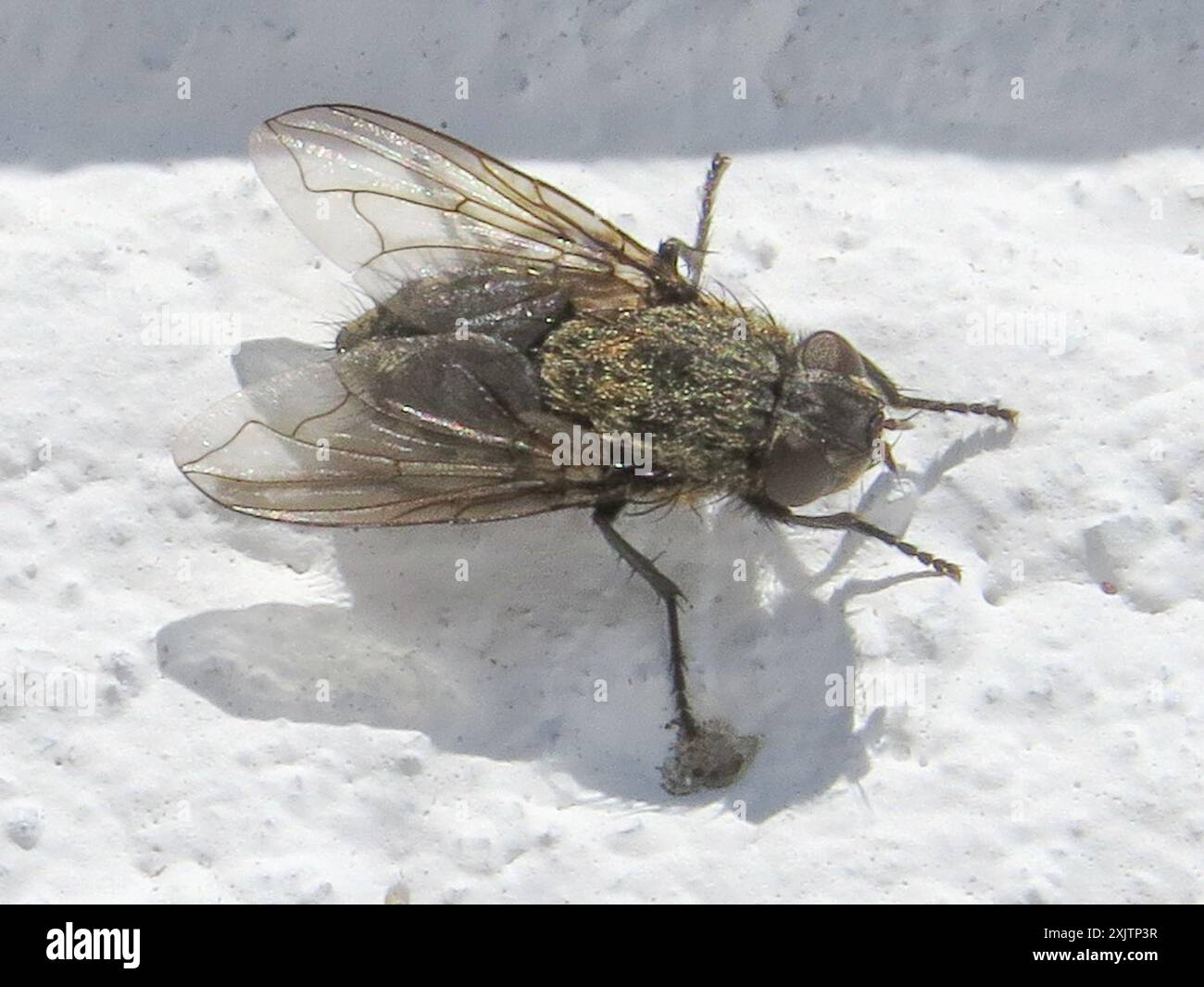Cluster Flies (Pollenia) Insecta Stock Photo - Alamy
