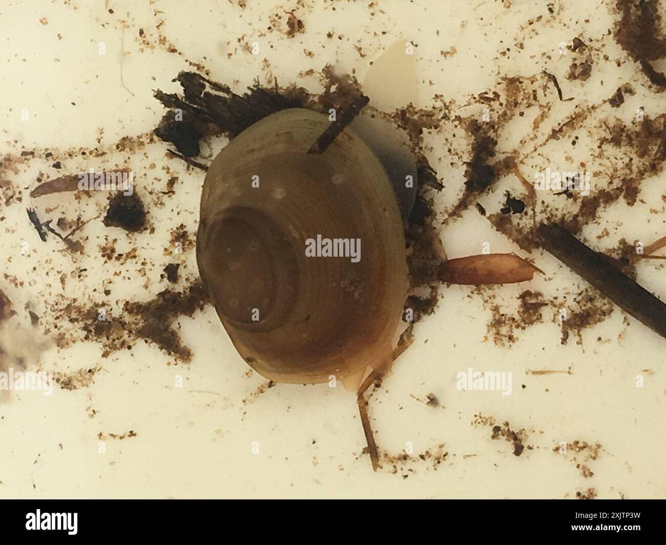 Grooved Fingernailclam (Sphaerium simile) Mollusca Stock Photo - Alamy