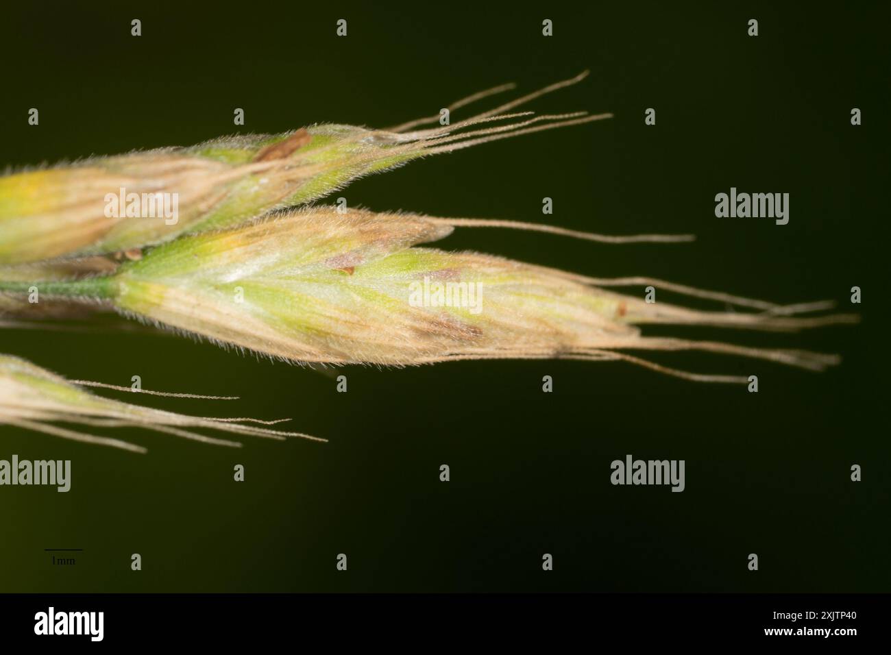 common soft brome (Bromus hordeaceus) Plantae Stock Photo - Alamy