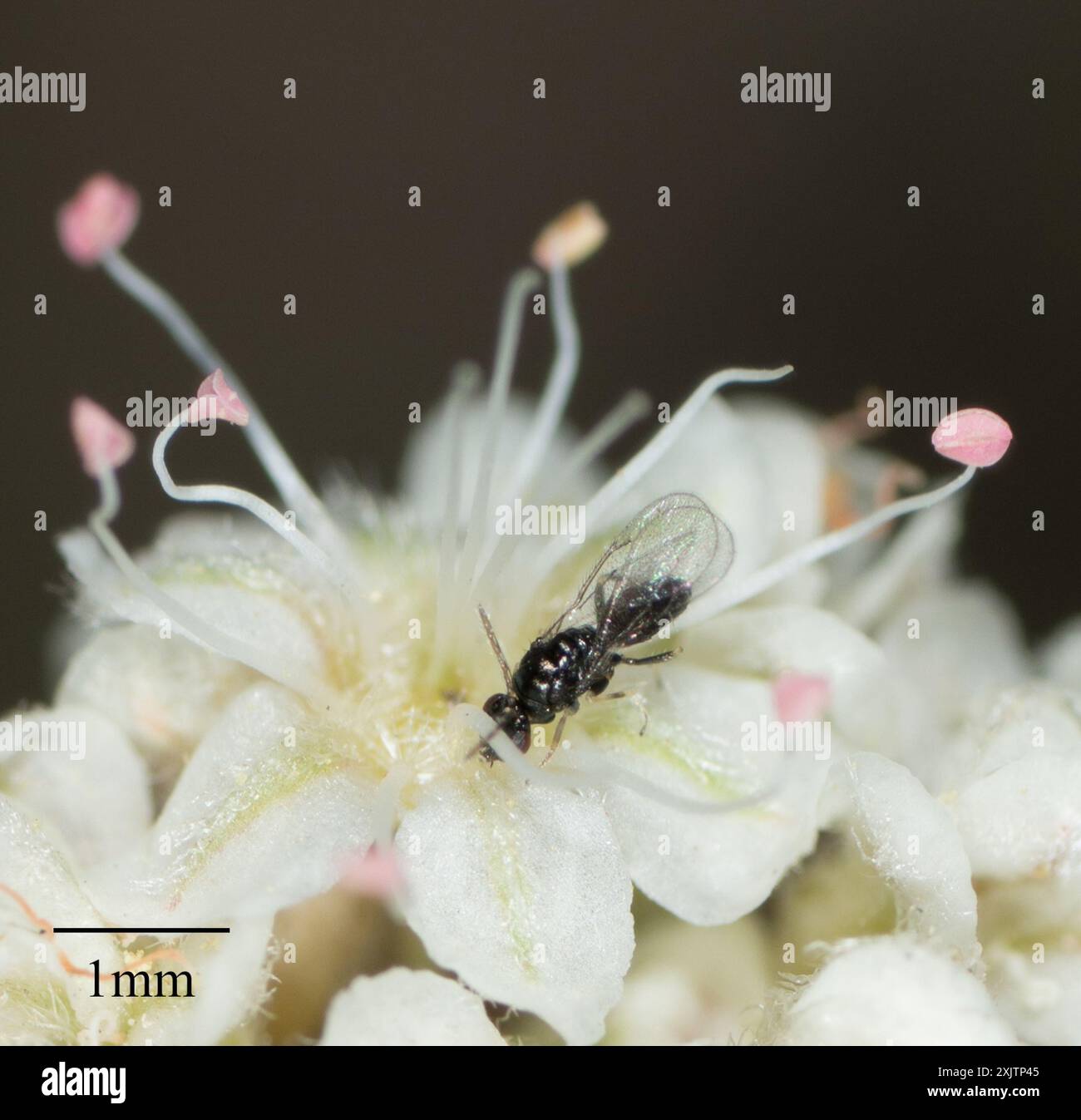 Chalcidoid Wasps (Chalcidoidea) Insecta Stock Photo - Alamy